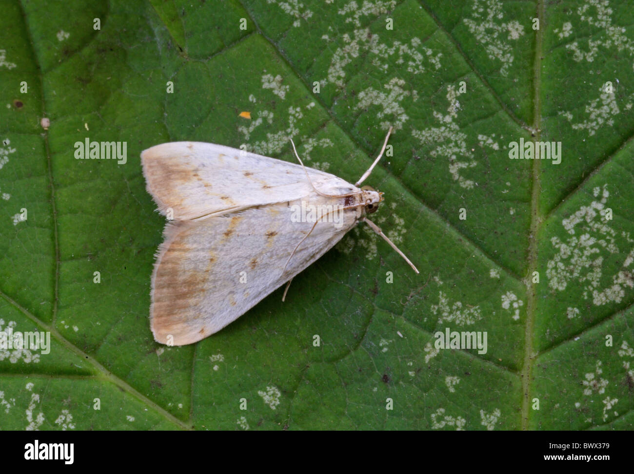animal animals moth moths lepidoptera insect insects invertebrate ...
