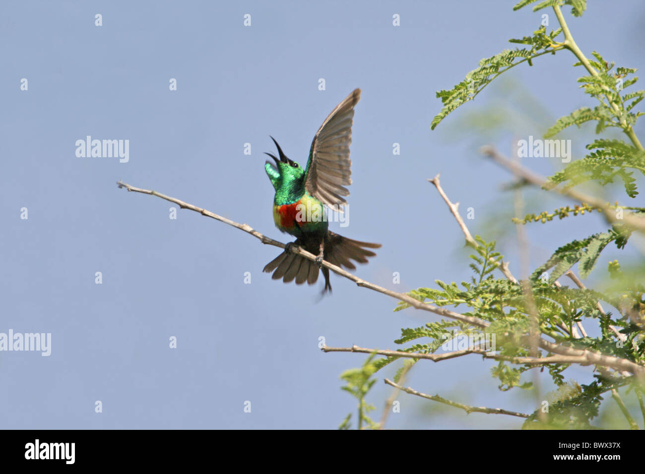 Beautiful Sunbird (Cinnyris pulchella) adult male, displaying, perched ...
