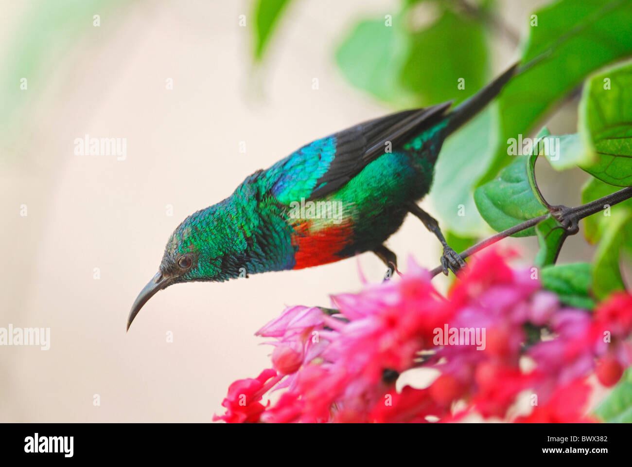 Beautiful Sunbird (Cinnyris pulchella) adult male, perched on flowering ...
