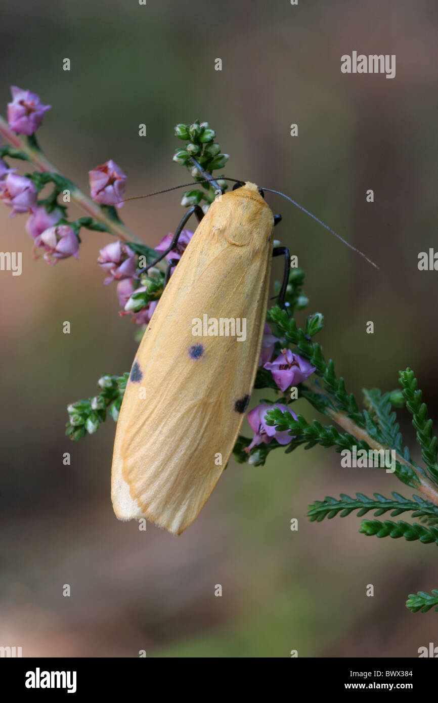 animal animals moth moths lepidoptera insect insects invertebrate ...