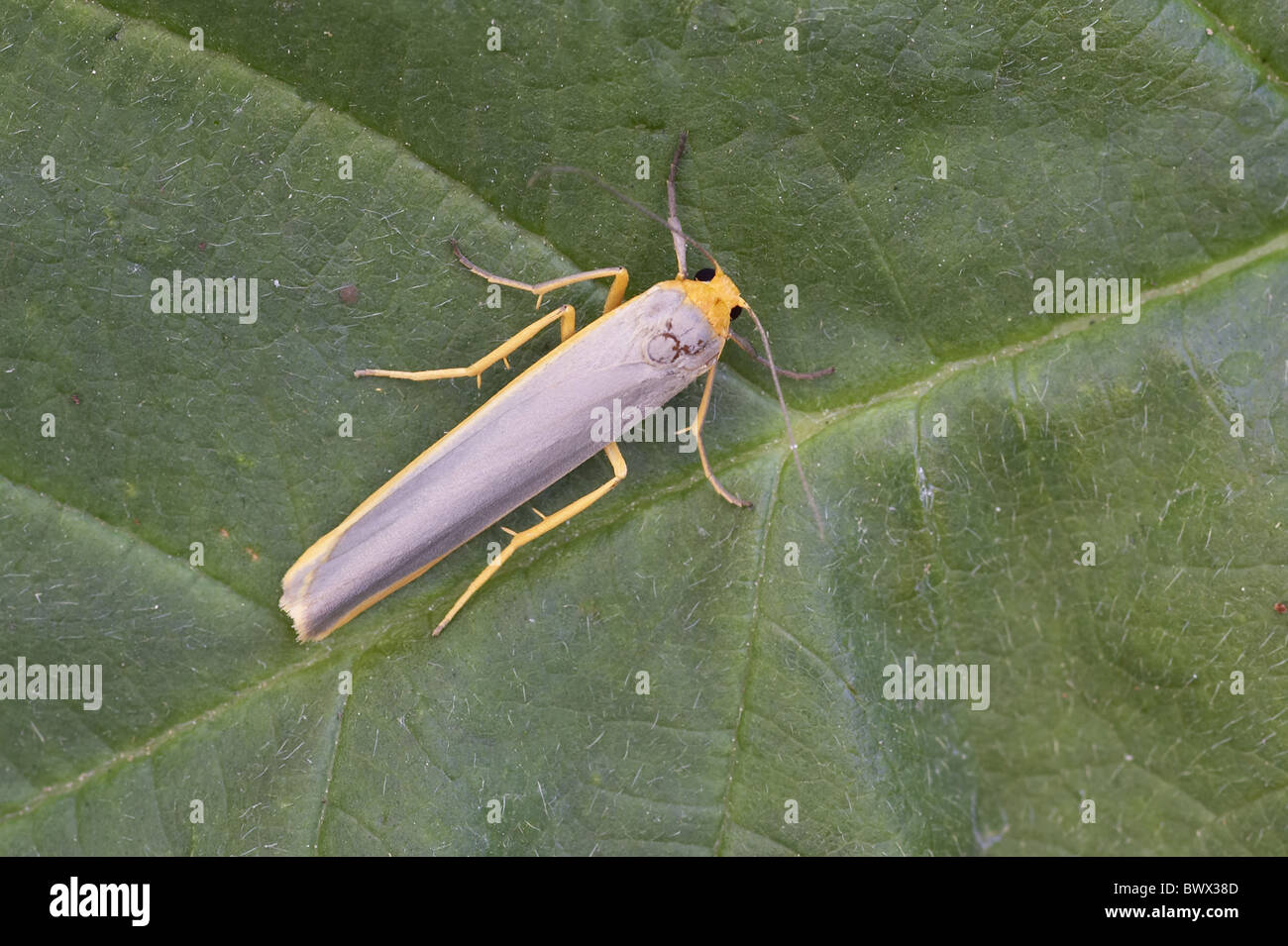 Common Footman Eilema lurideola moth colour Moths moths animal animals ...