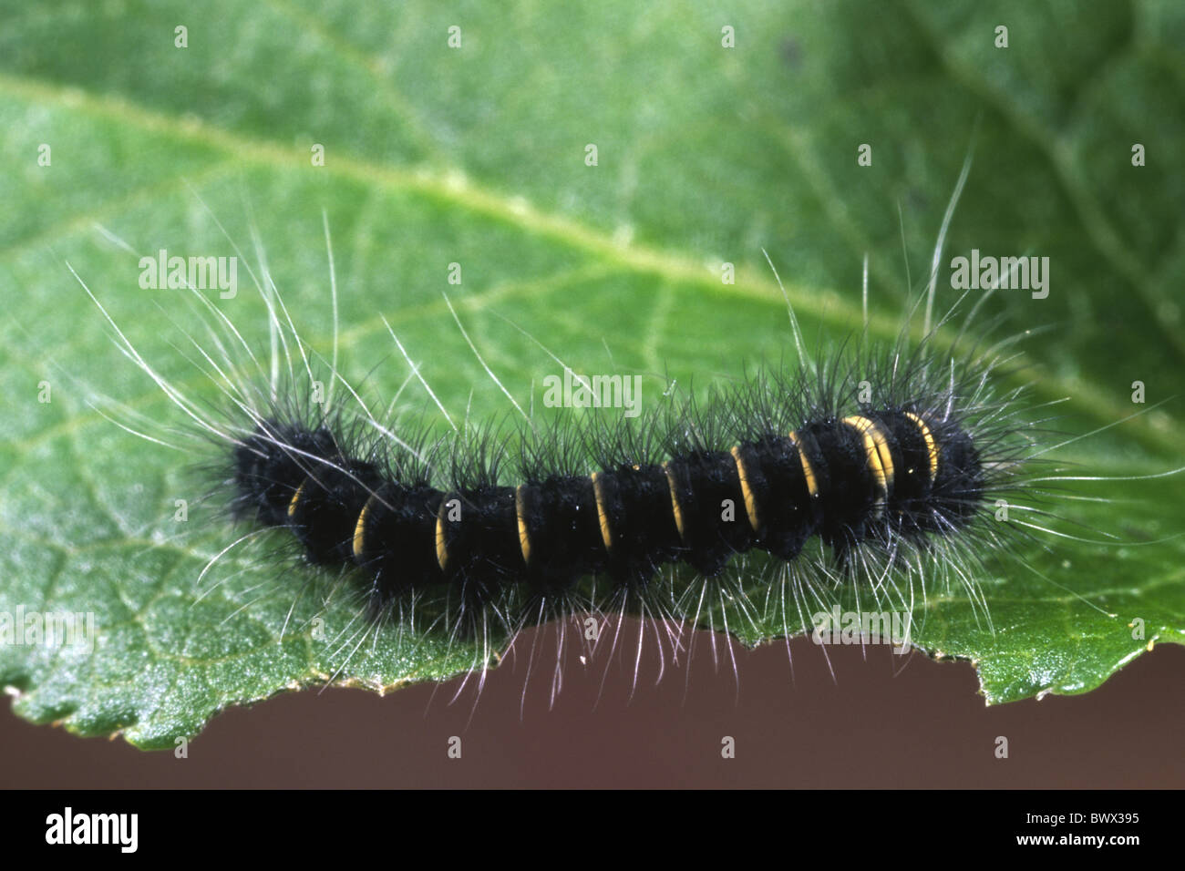 Fox moths hi-res stock photography and images - Alamy