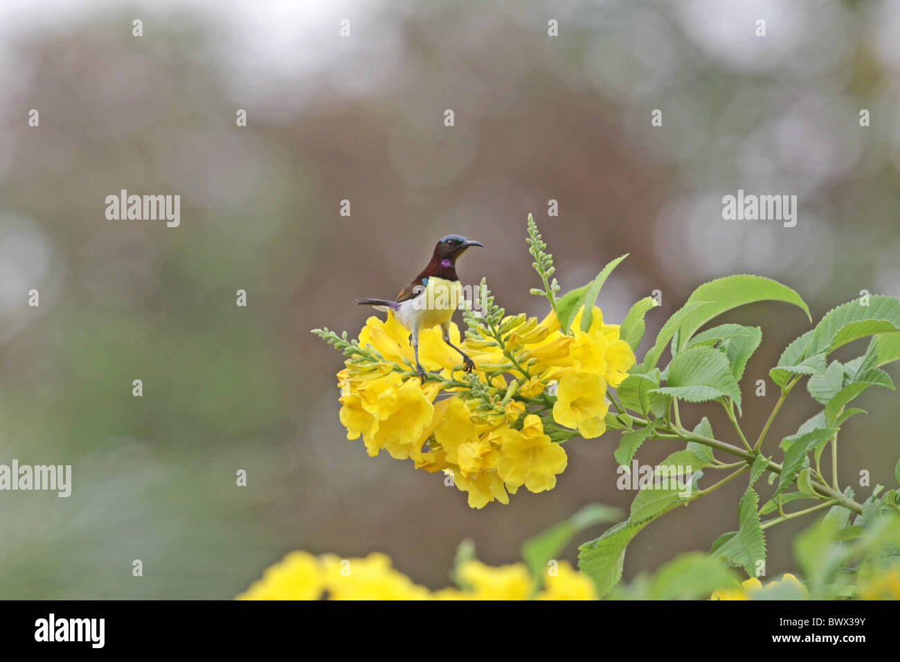 Purple rumped sunbird india hi-res stock photography and images - Alamy