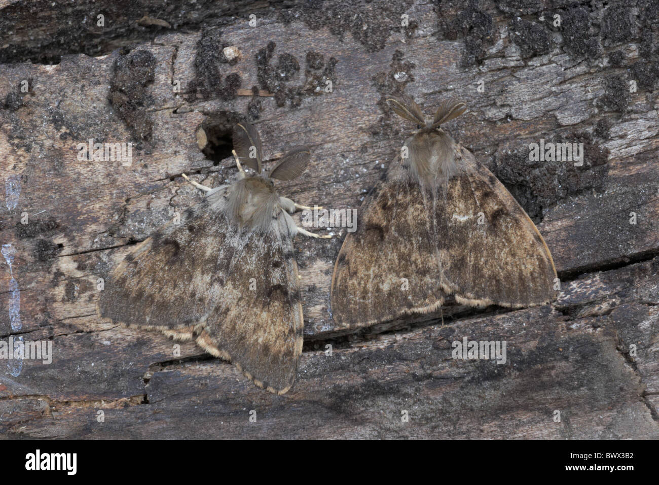 animal animals moth moths lepidoptera insect insects invertebrate ...
