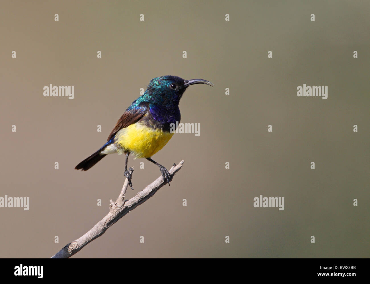 Variable Sunbird (Nectarinia venusta) adult male, perched on stick ...