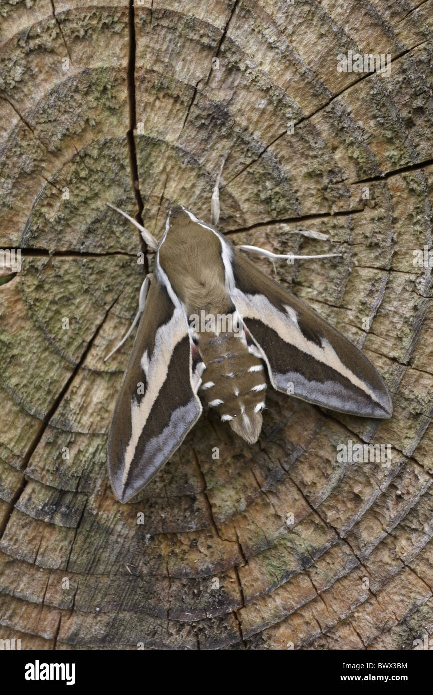 animal animals moth moths hawkmoth hawkmoths "hawk moth" "hawk moths ...