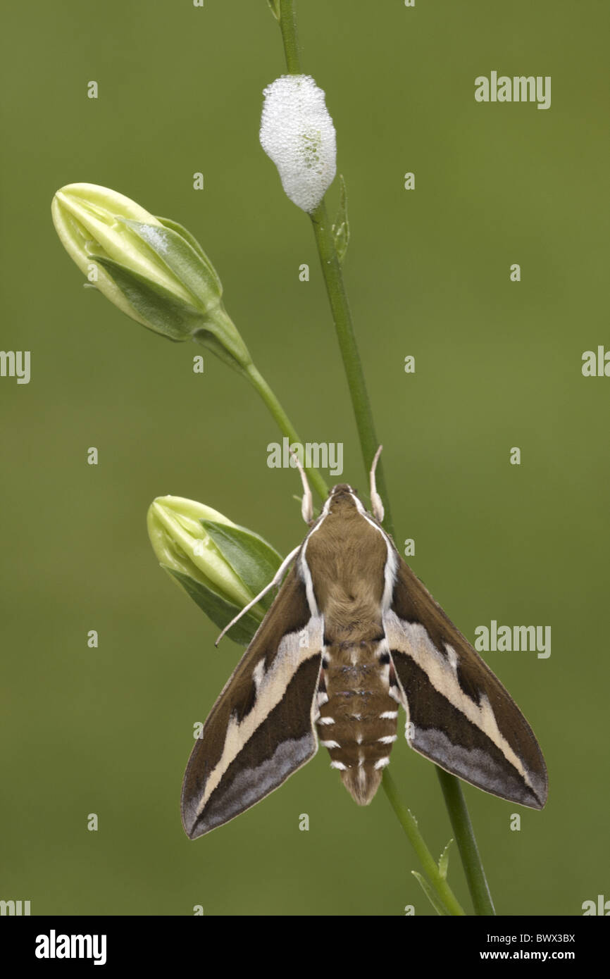 animal animals moth moths hawkmoth hawkmoths "hawk moth" "hawk moths ...