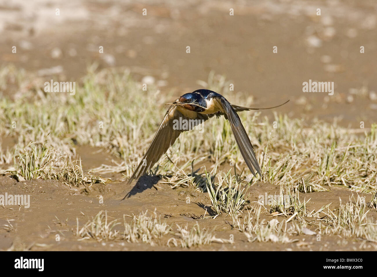 Barn Swallow (Hirundo rustica) adult, in flight, gathering nest ...