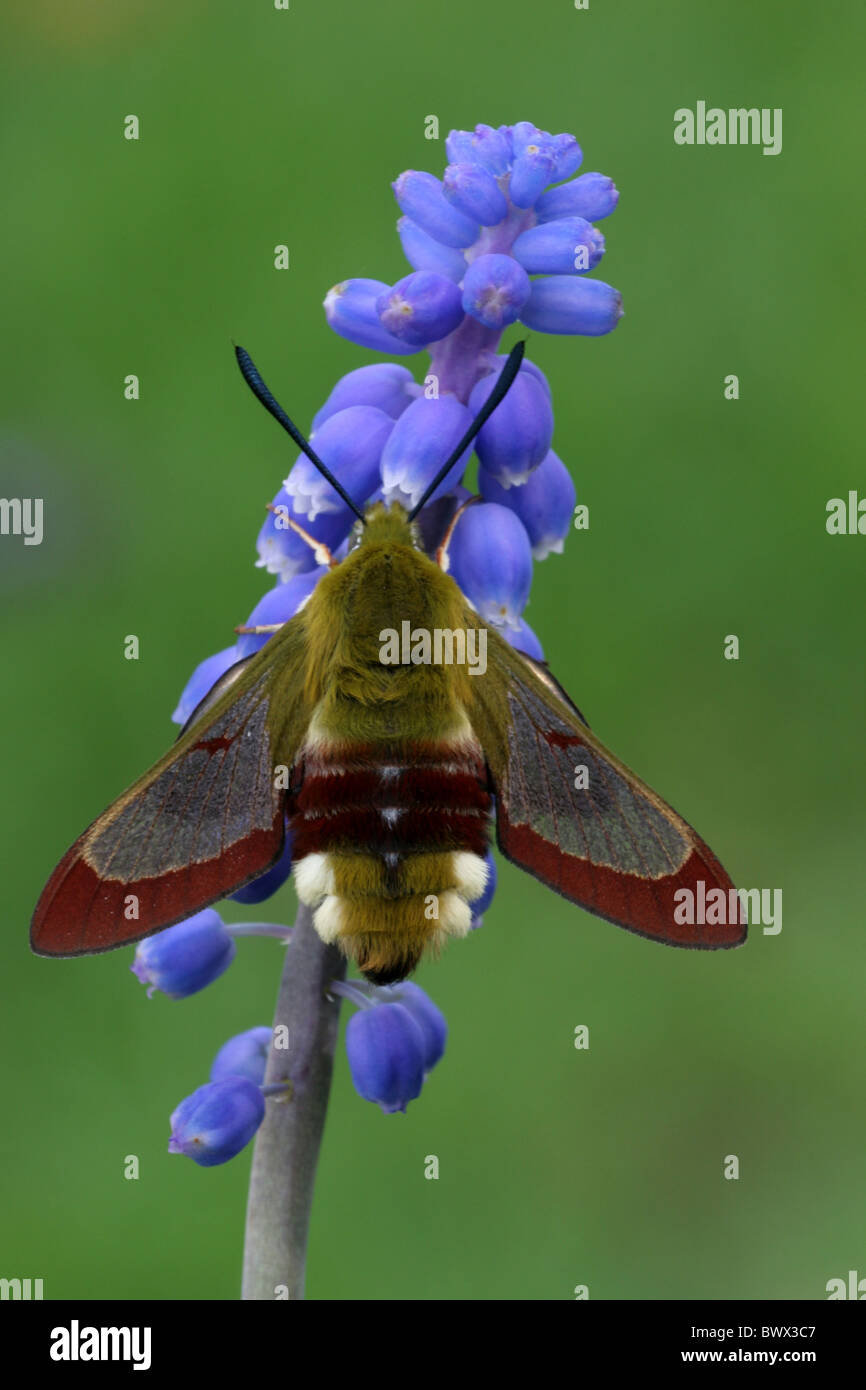 animal animals moth moths hawkmoth hawkmoths "hawk moth" "hawk moths ...