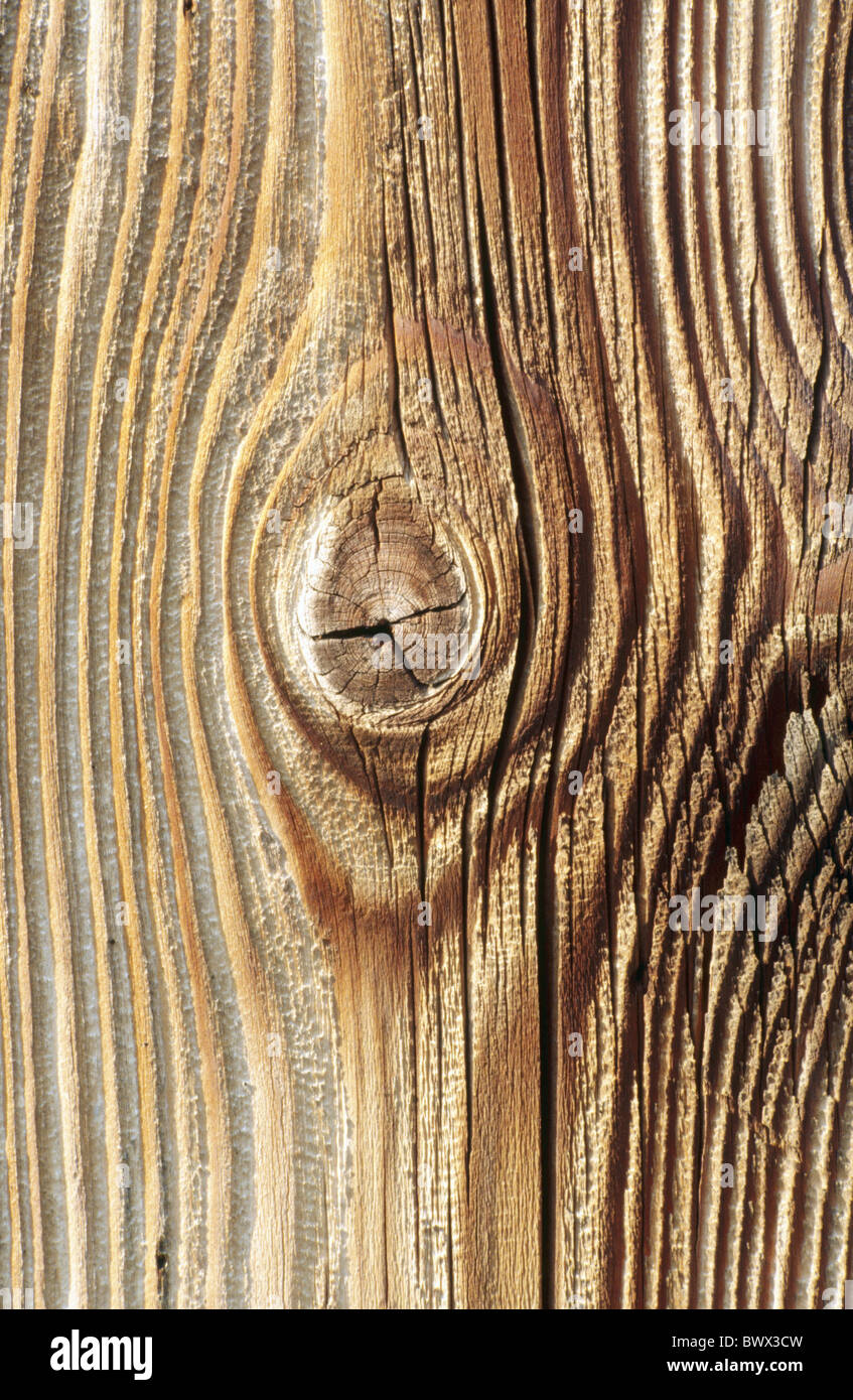 branch structure cutting part board shelf detail wood grain rough Stock ...