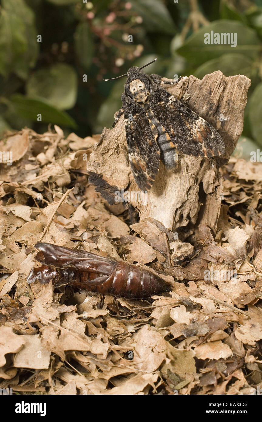 animal animals moth moths hawkmoth hawkmoths lepidoptera insect insects ...