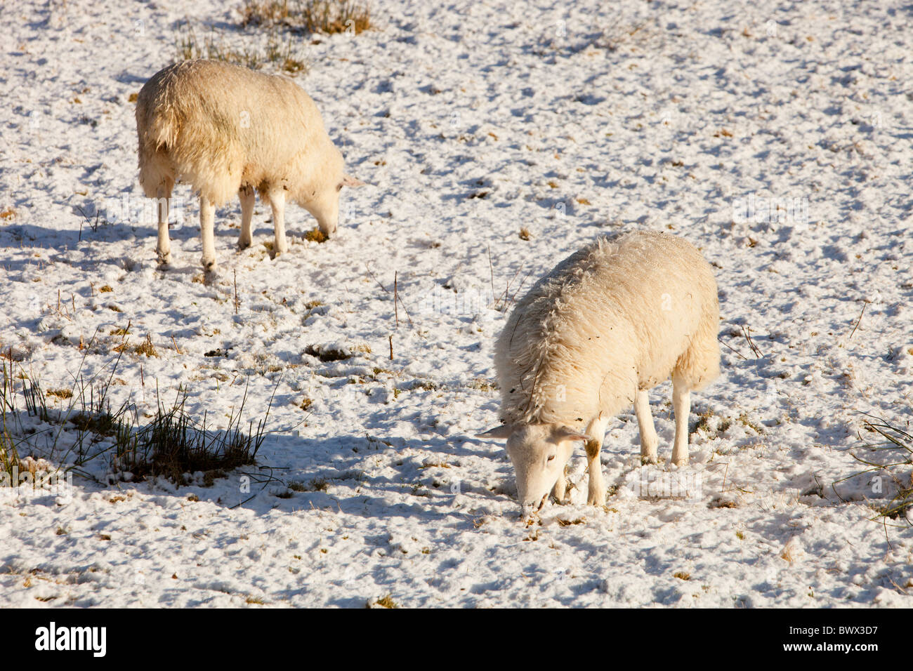 Sheep foraging in winters snow in the Lake District, UK Stock Photo - Alamy