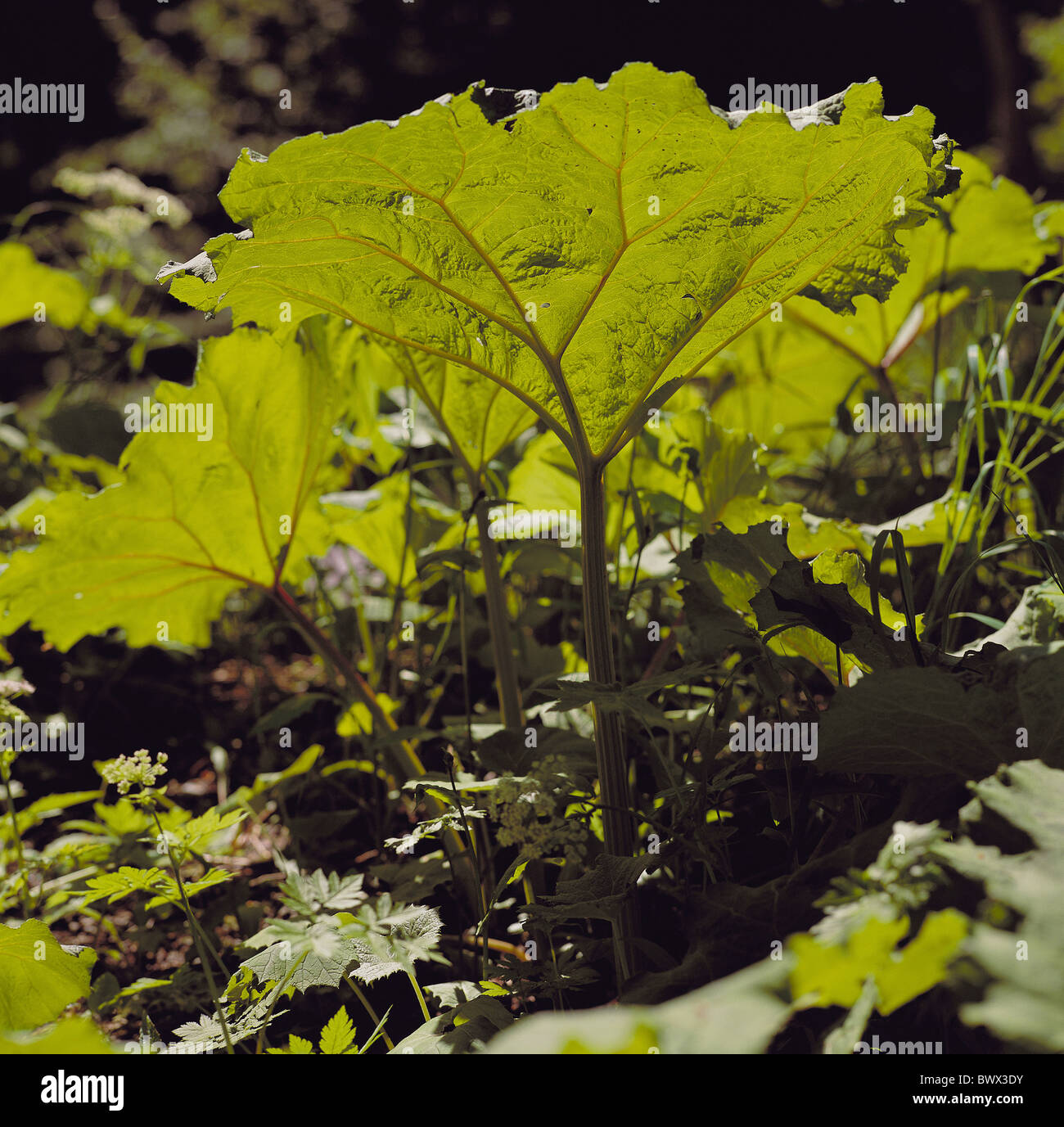 vegetation alpine plant Gigantically green leaves back light Stock ...