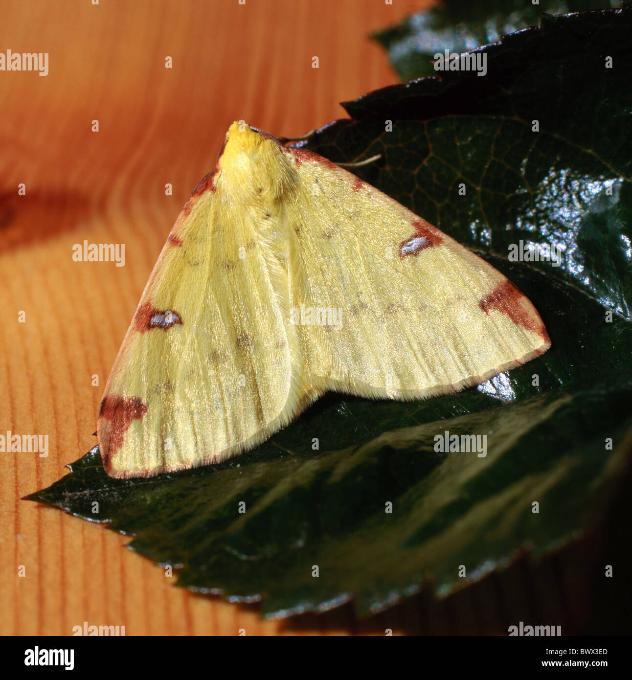 butterfly butterfly leaf sit insect yellow night butterfly Stock Photo ...