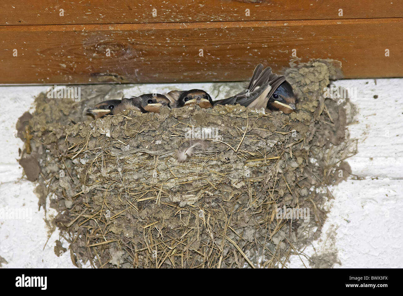 Asian swallow bird hi-res stock photography and images - Alamy