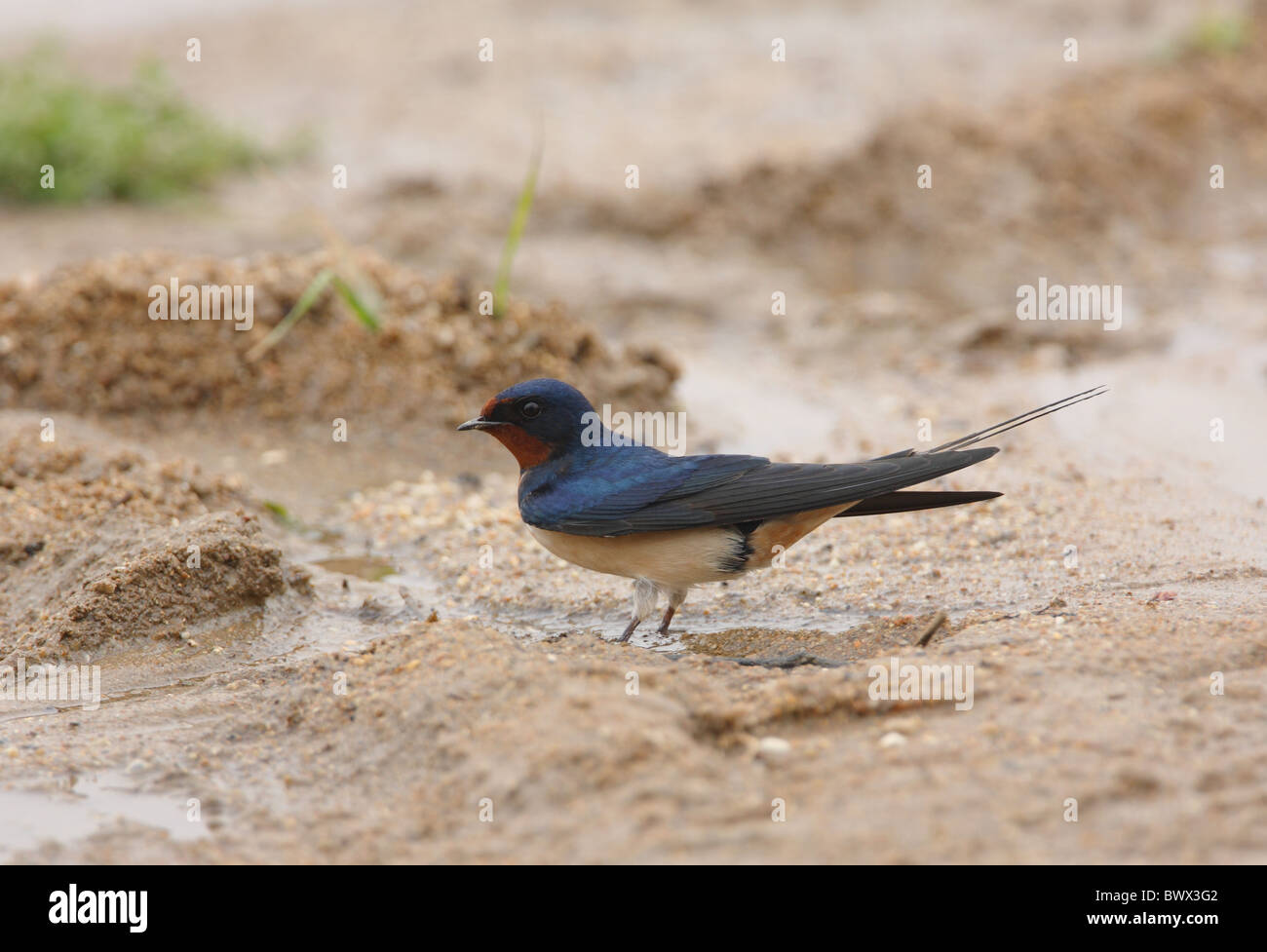 Barn Swallow (Hirundo rustica) adult, standing beside puddle, Beidaihe ...