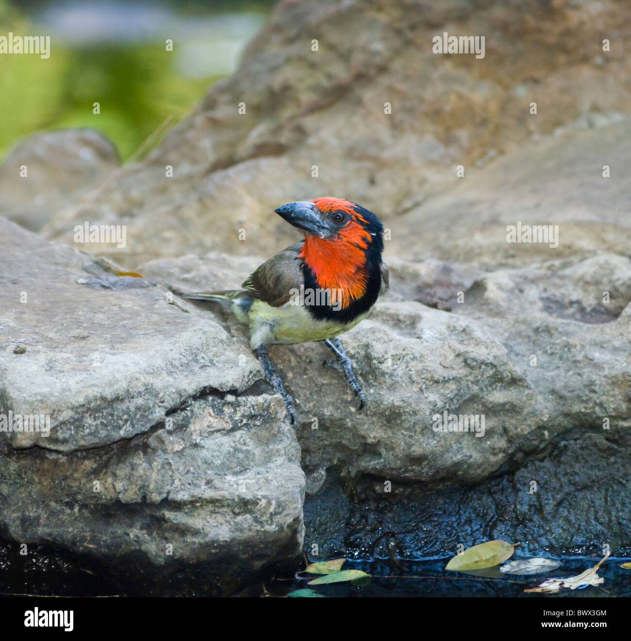 Black-Collared Barbet Lybius torquatus Kruger National Park South ...