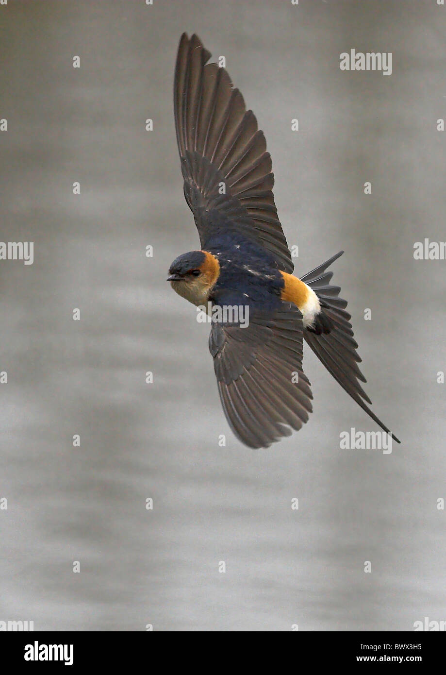 Liminka hi-res stock photography and images - Alamy