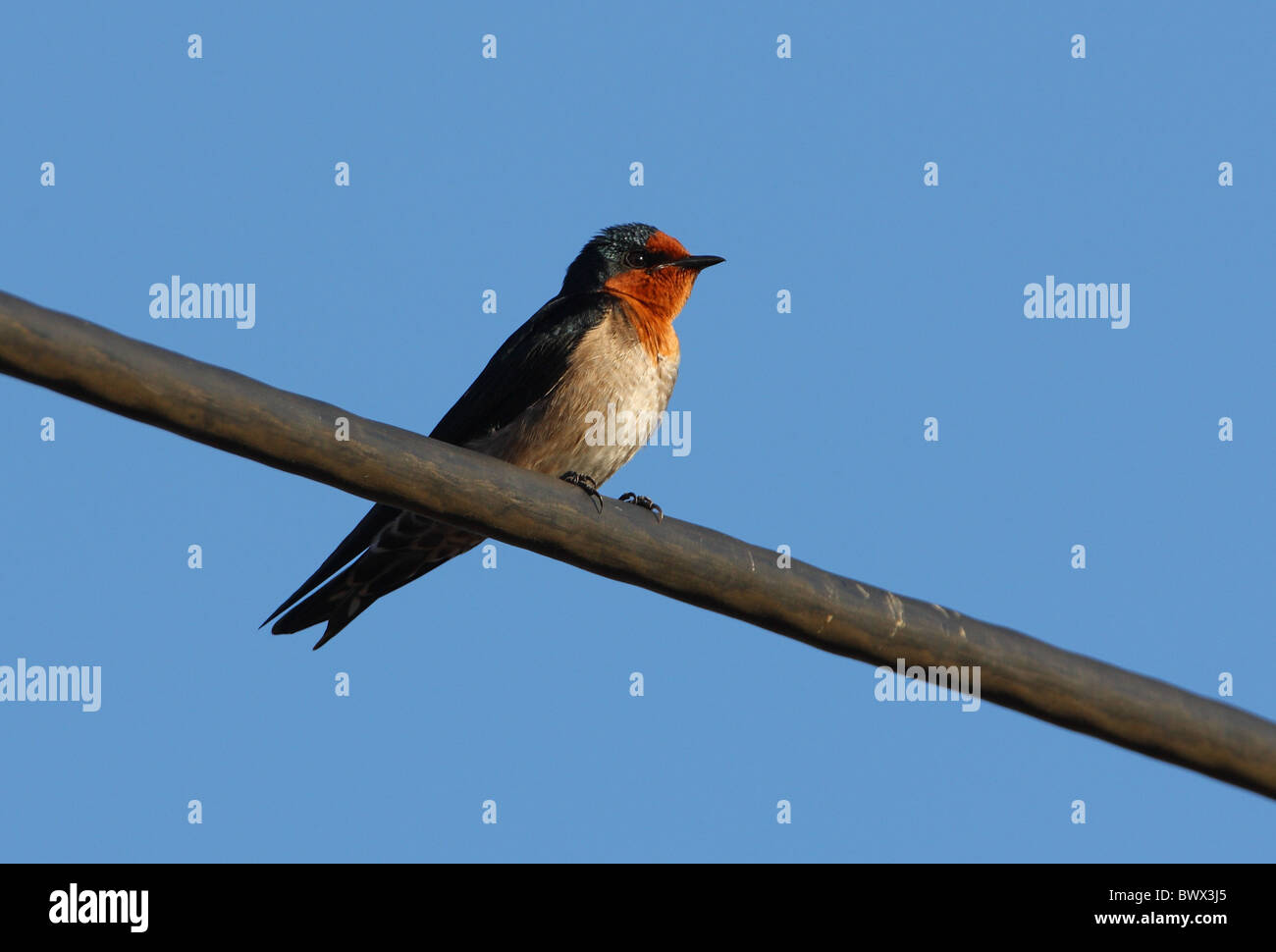Asian swallow bird hi-res stock photography and images - Alamy
