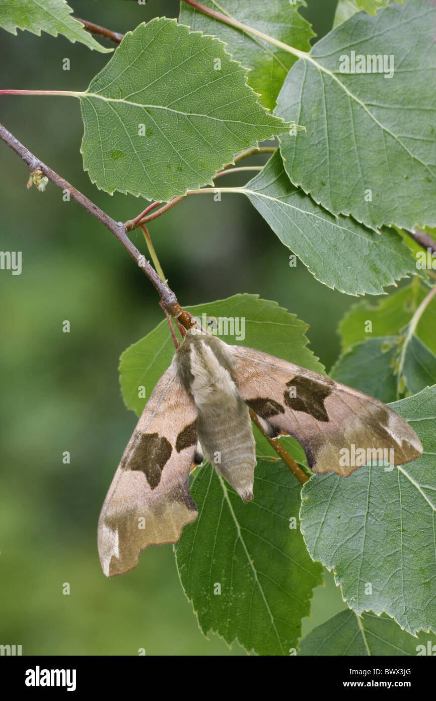 animal animals moth moths hawkmoth hawkmoths "hawk moth" "hawk moths ...