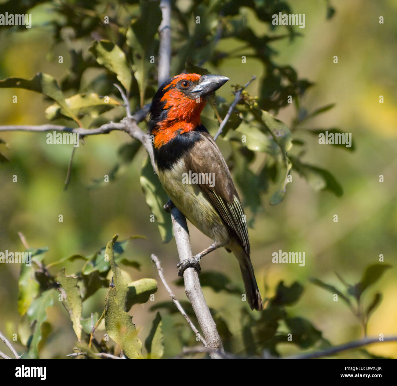 Black-Collared Barbet Lybius torquatus Kruger National Park South ...