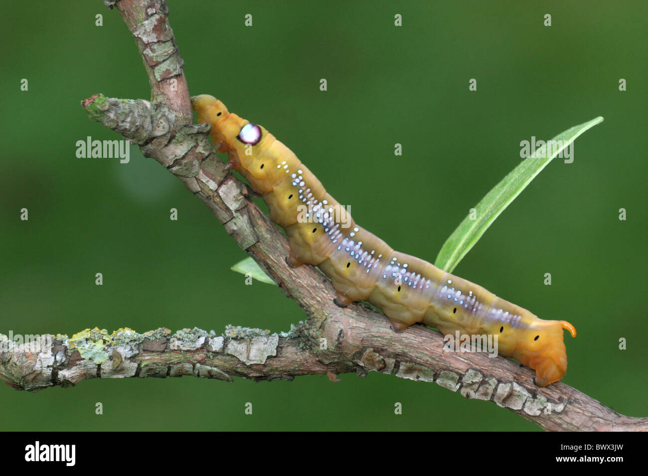 animal animals moth moths hawkmoth hawkmoths "hawk moth" "hawk moths ...