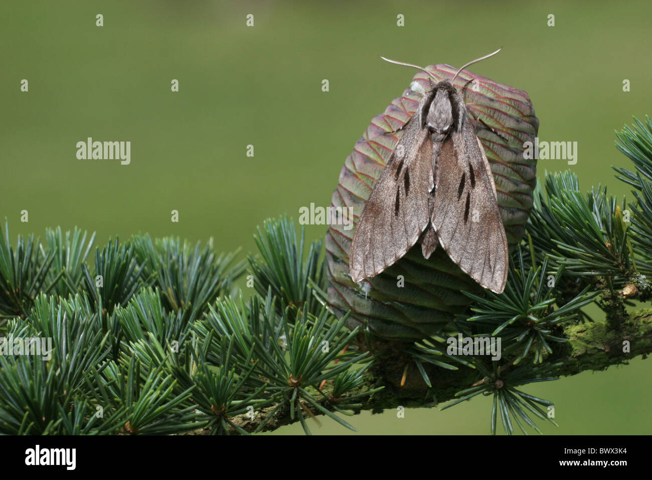 animal animals moth moths hawkmoth hawkmoths "hawk moth" "hawk moths ...