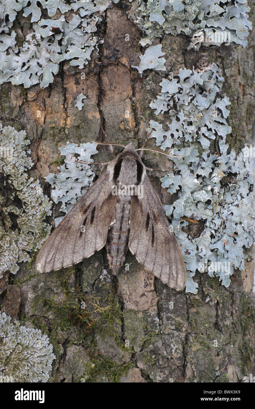 animal animals moth moths hawkmoth hawkmoths "hawk moth" "hawk moths ...