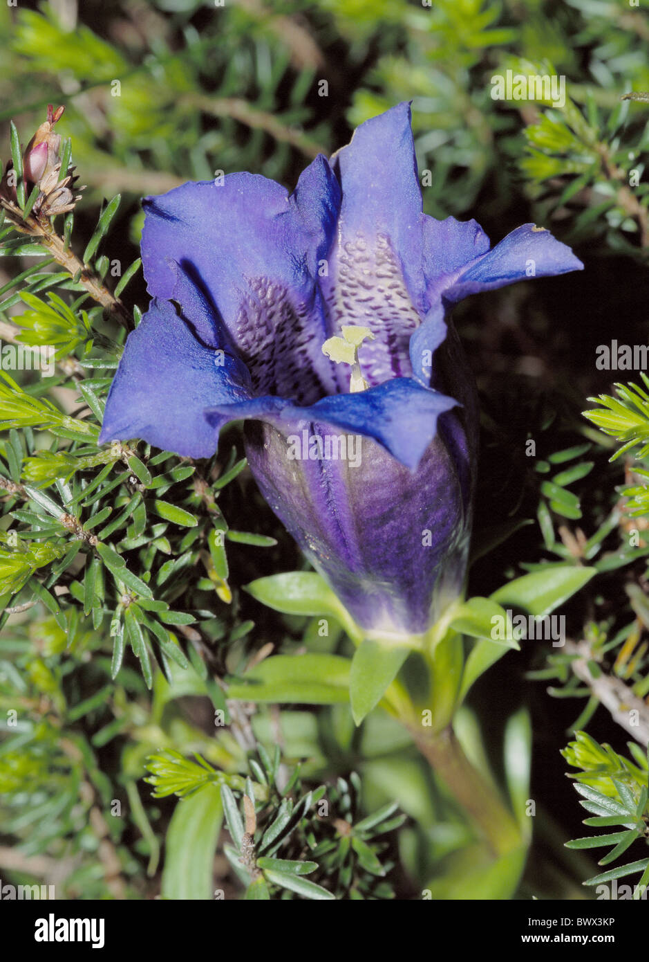 gentian without stalk Gentiana acaulis blossom flourish blue flower ...