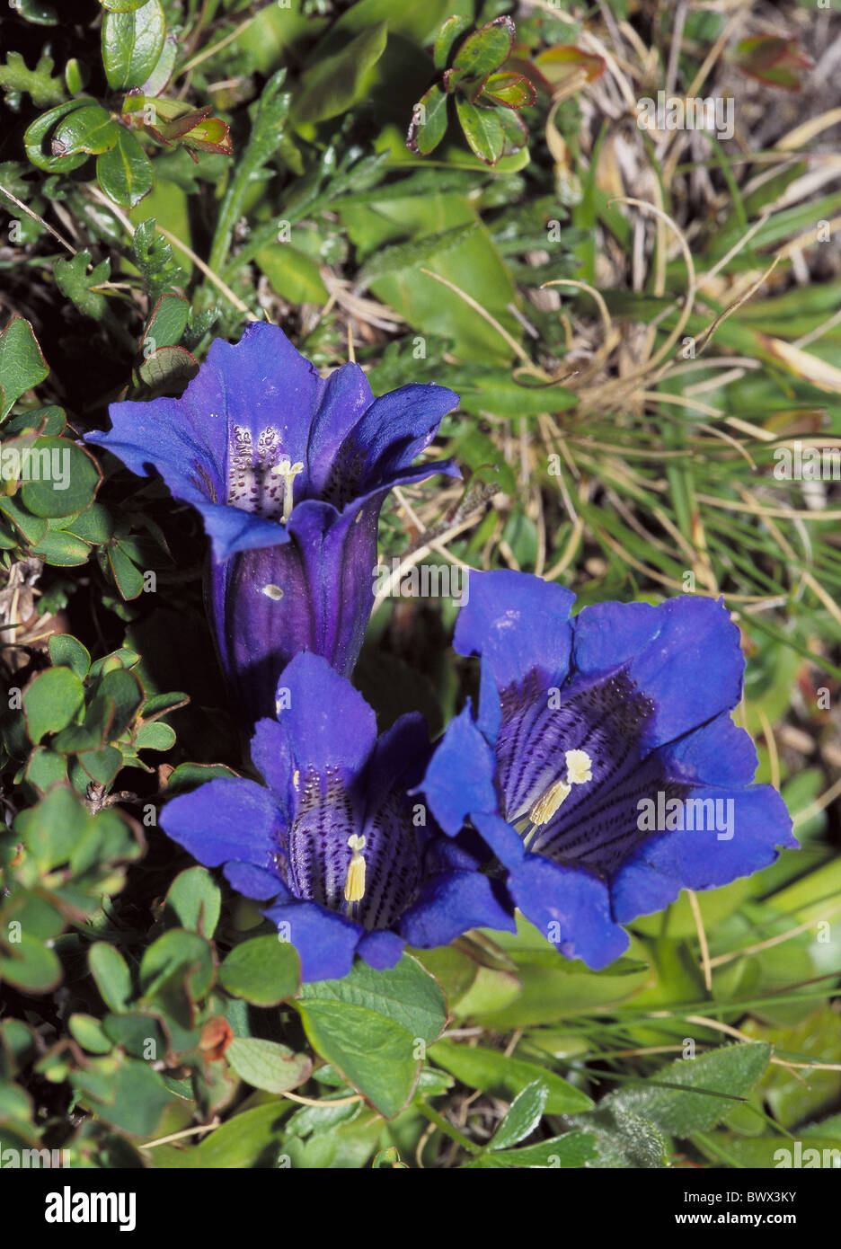 gentian without stalk Gentiana acaulis blossom flourish blue flower ...