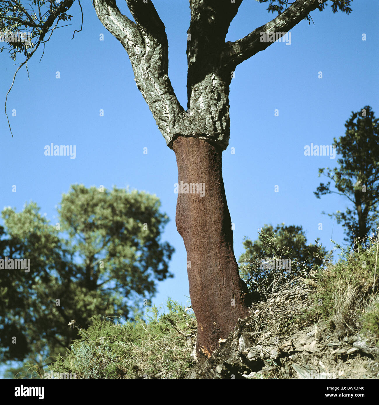 view tree detail cork oaks useful plants trunk tribe Stock Photo - Alamy