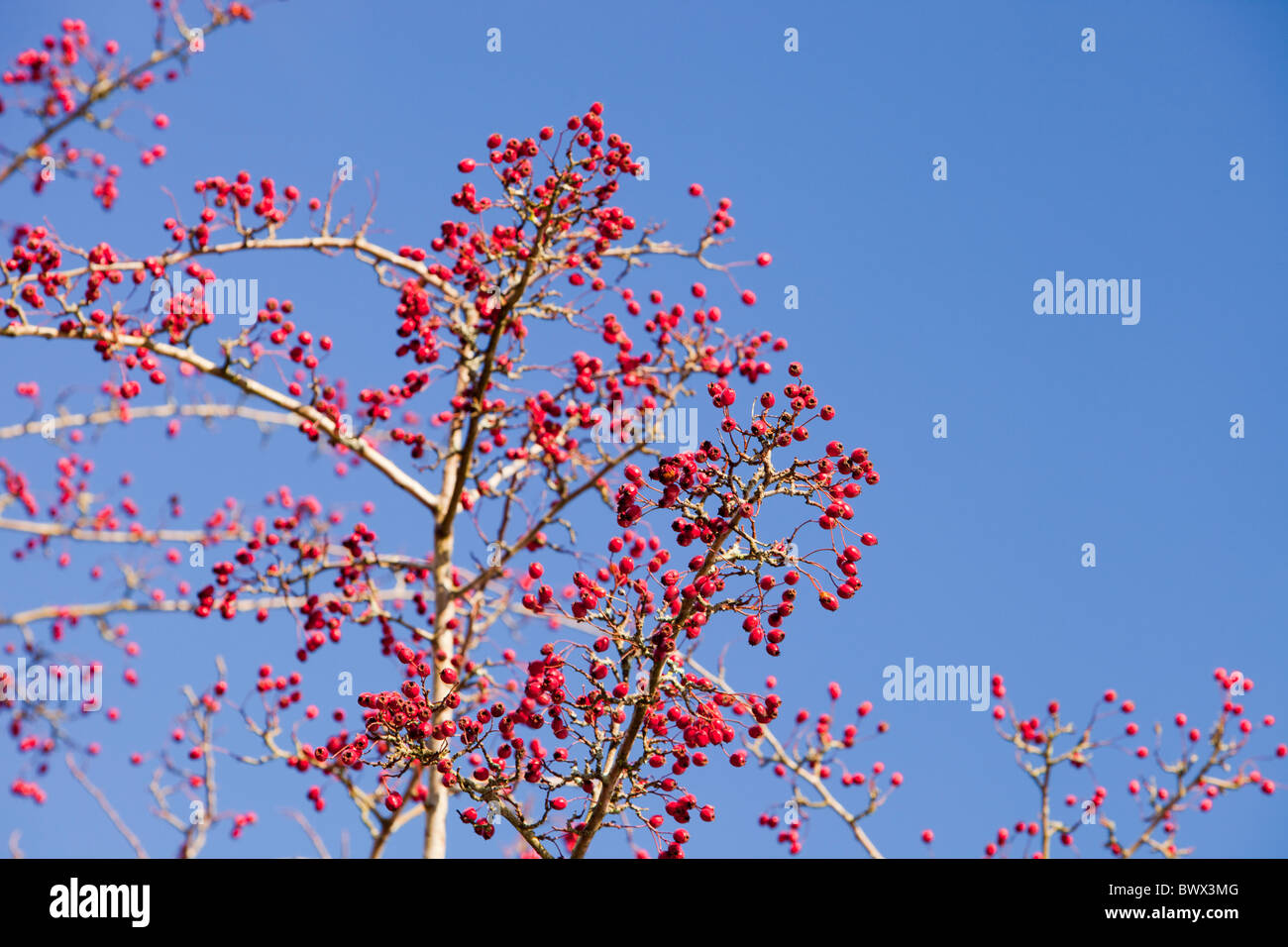 Hawthorn tree uk winter hi-res stock photography and images - Alamy