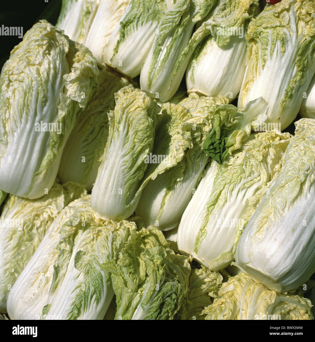Chinese cabbage vegetables cabbage food eating Stock Photo - Alamy