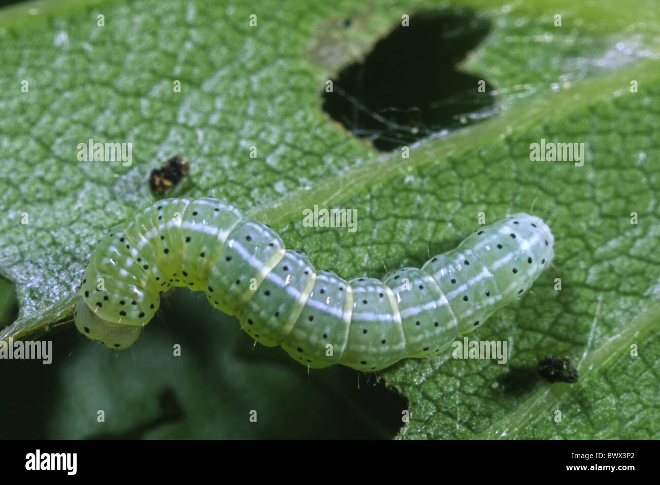Orthosia gothica hebrew character larva larvae caterpillar insect bug ...