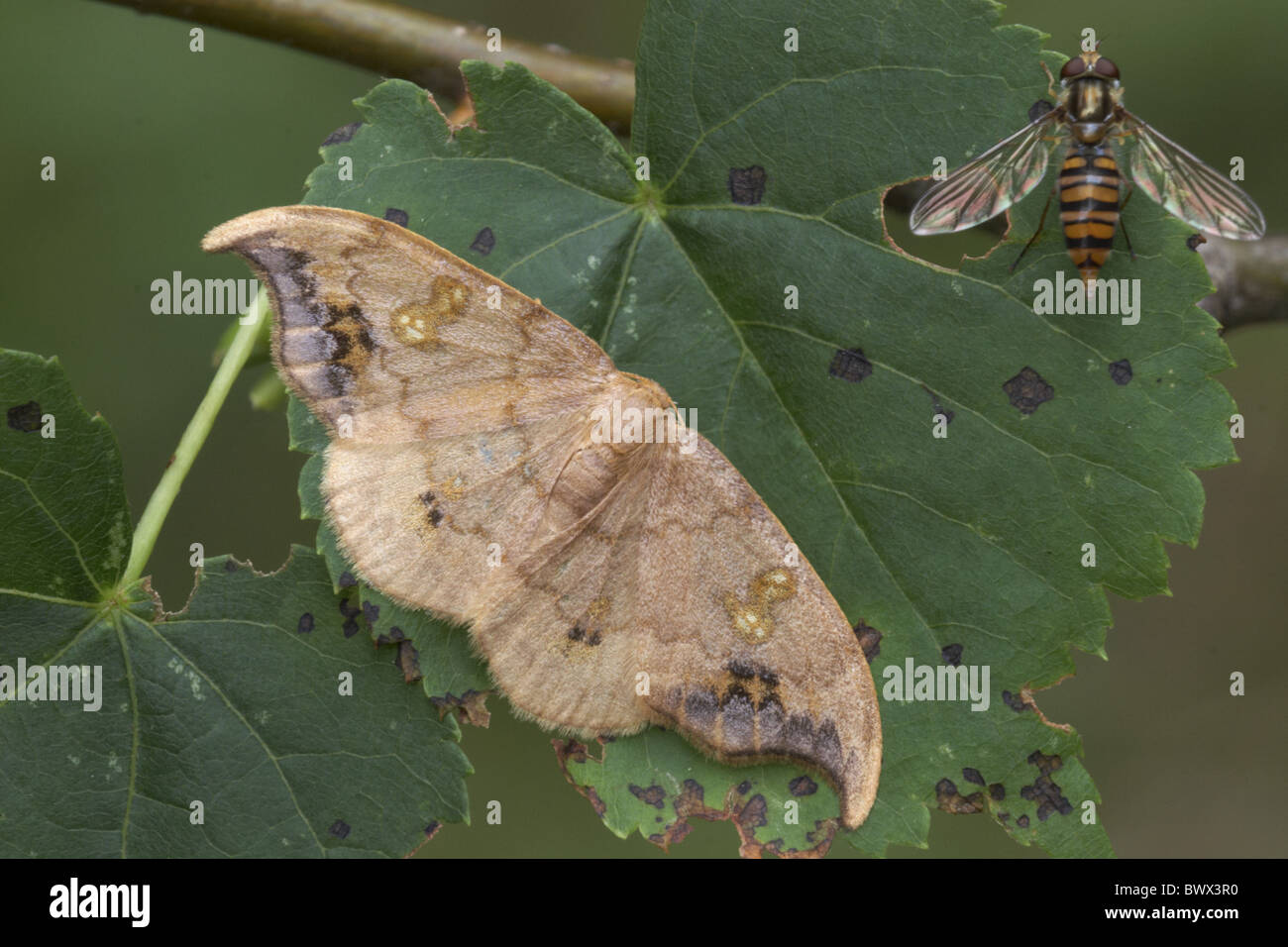 Scarce Hook-tip (Sabra harpagula) adult female, resting on Small-leaved ...