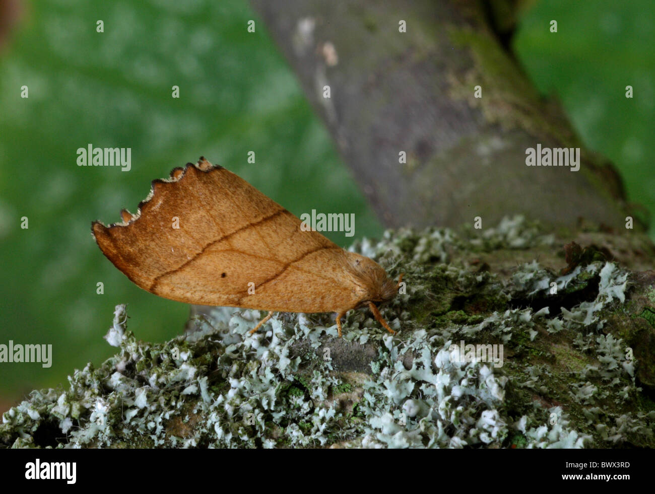 animal animals moth moths lepidoptera insect insects invertebrate ...
