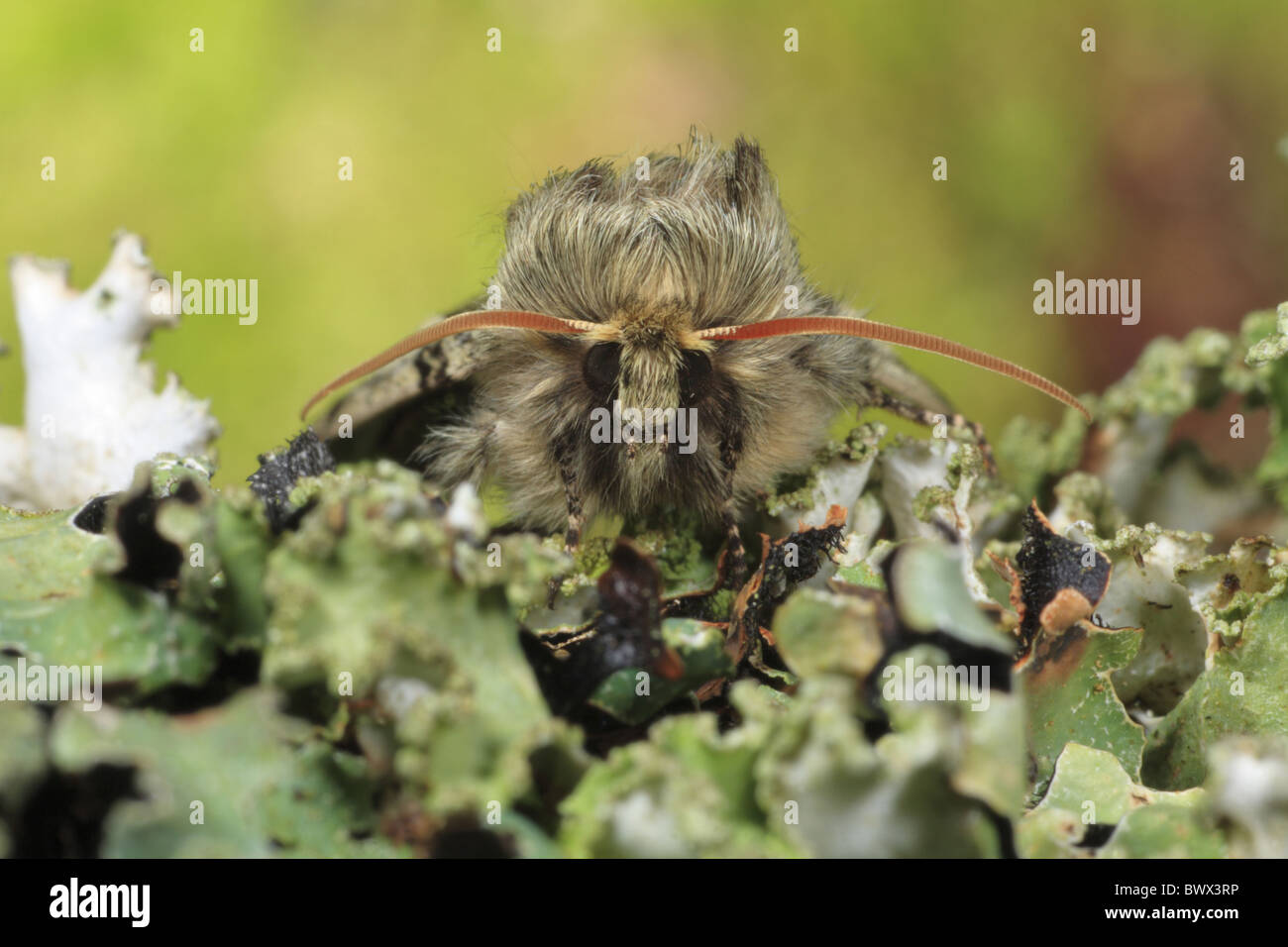 Achlya flavicornis yellow horned insect bug nature natural wild ...