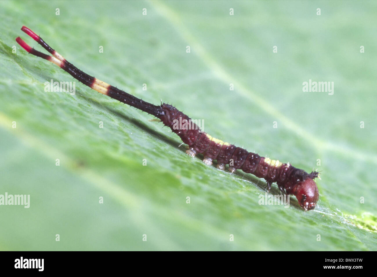 Furcula sallow kitten insect bug nature natural wild wildlife ...