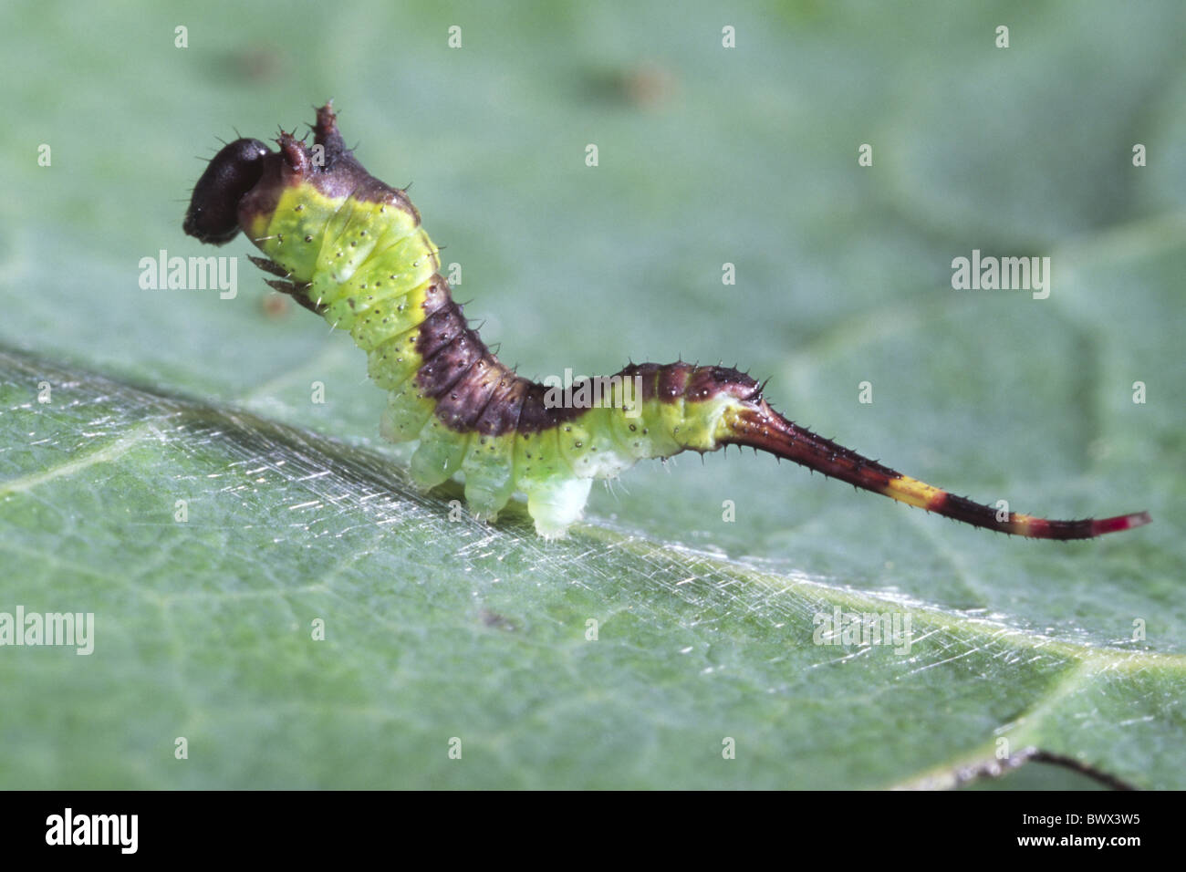 Furcula sallow kitten insect bug nature natural wild wildlife ...