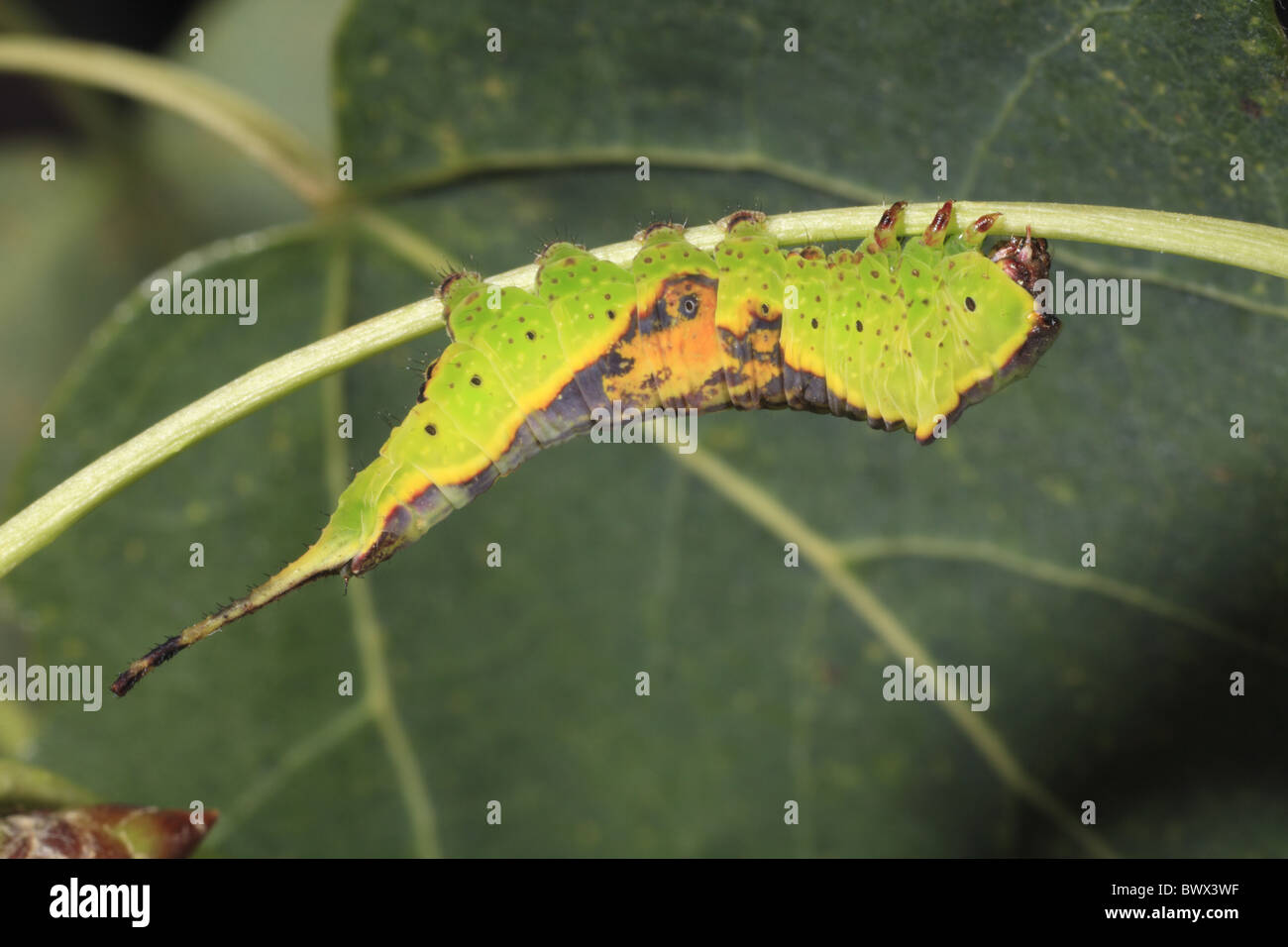 Sallow kitten moth caterpillar hi-res stock photography and images - Alamy