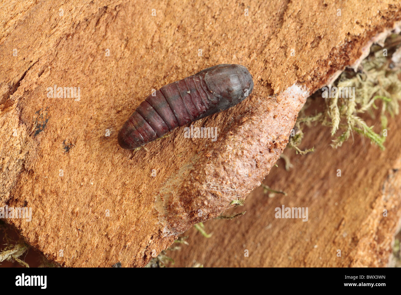 Furcula sallow kitten insect bug nature natural wild wildlife ...