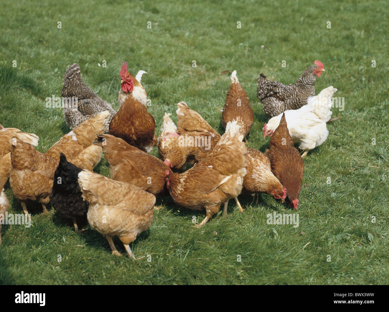 chickens hens meadow ground posture animals beasts agriculture Stock ...