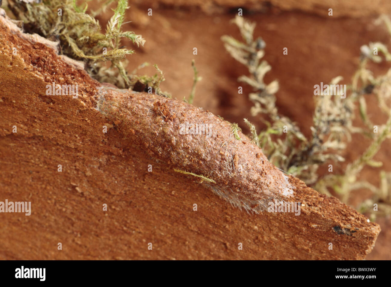 Furcula sallow kitten insect bug nature natural wild wildlife ...