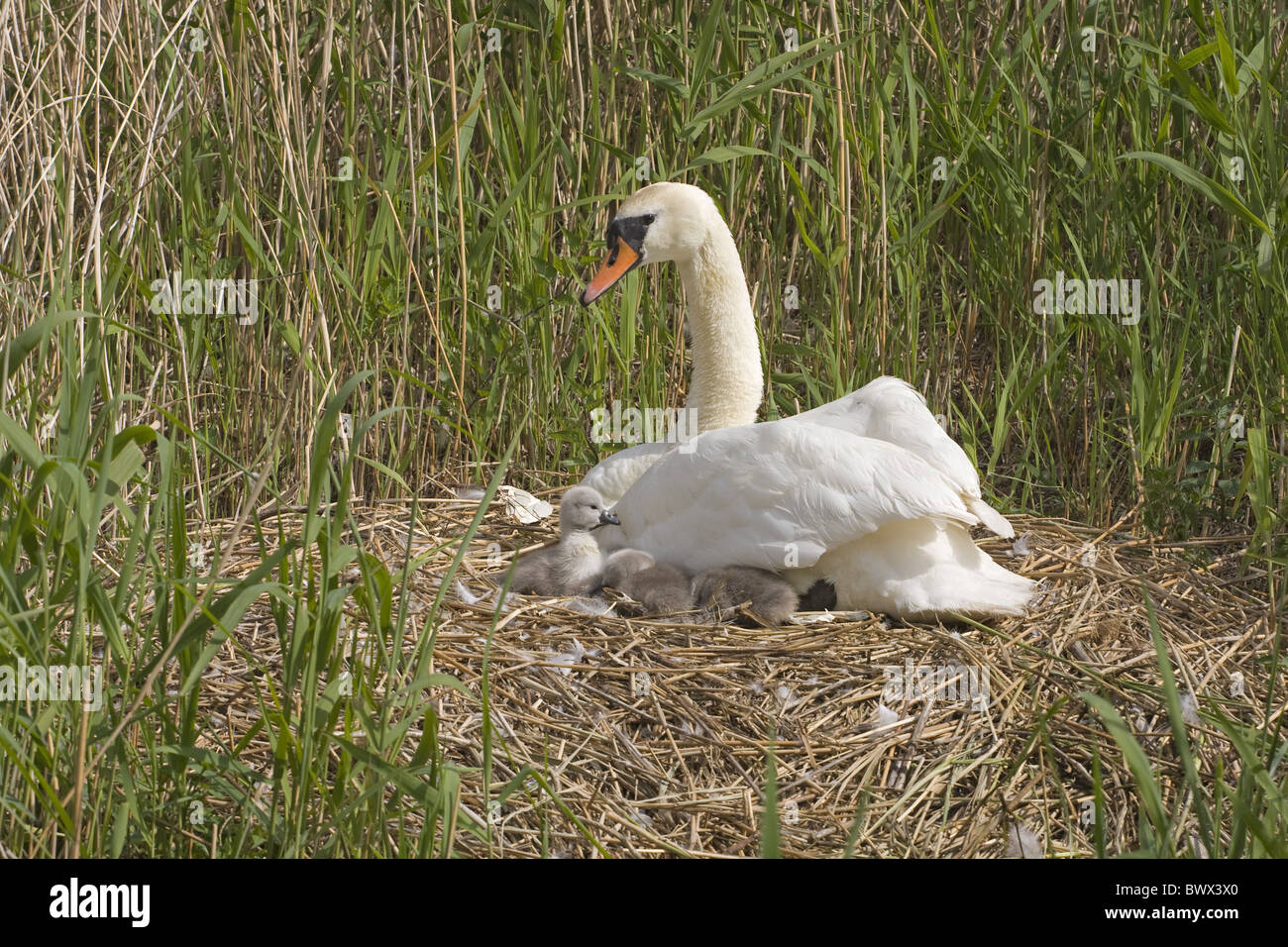 Mute Swan (Cygnus olor) adult female, with cygnets in nest, Norfolk, England Stock Photo - Alamy
