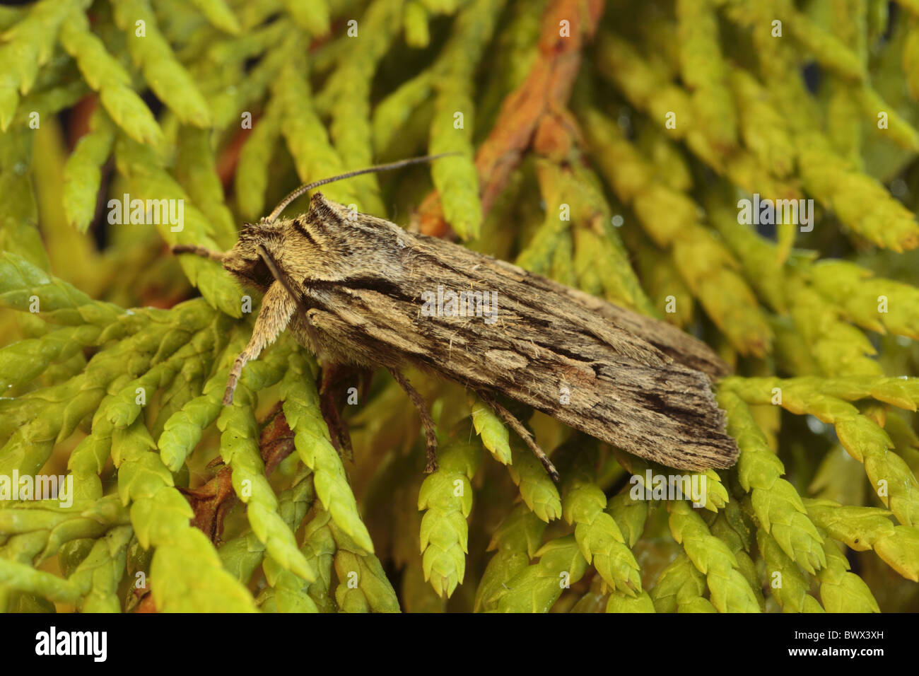 Lithophane leautieri blair's shoulder knot shoulder-knot insect bug ...