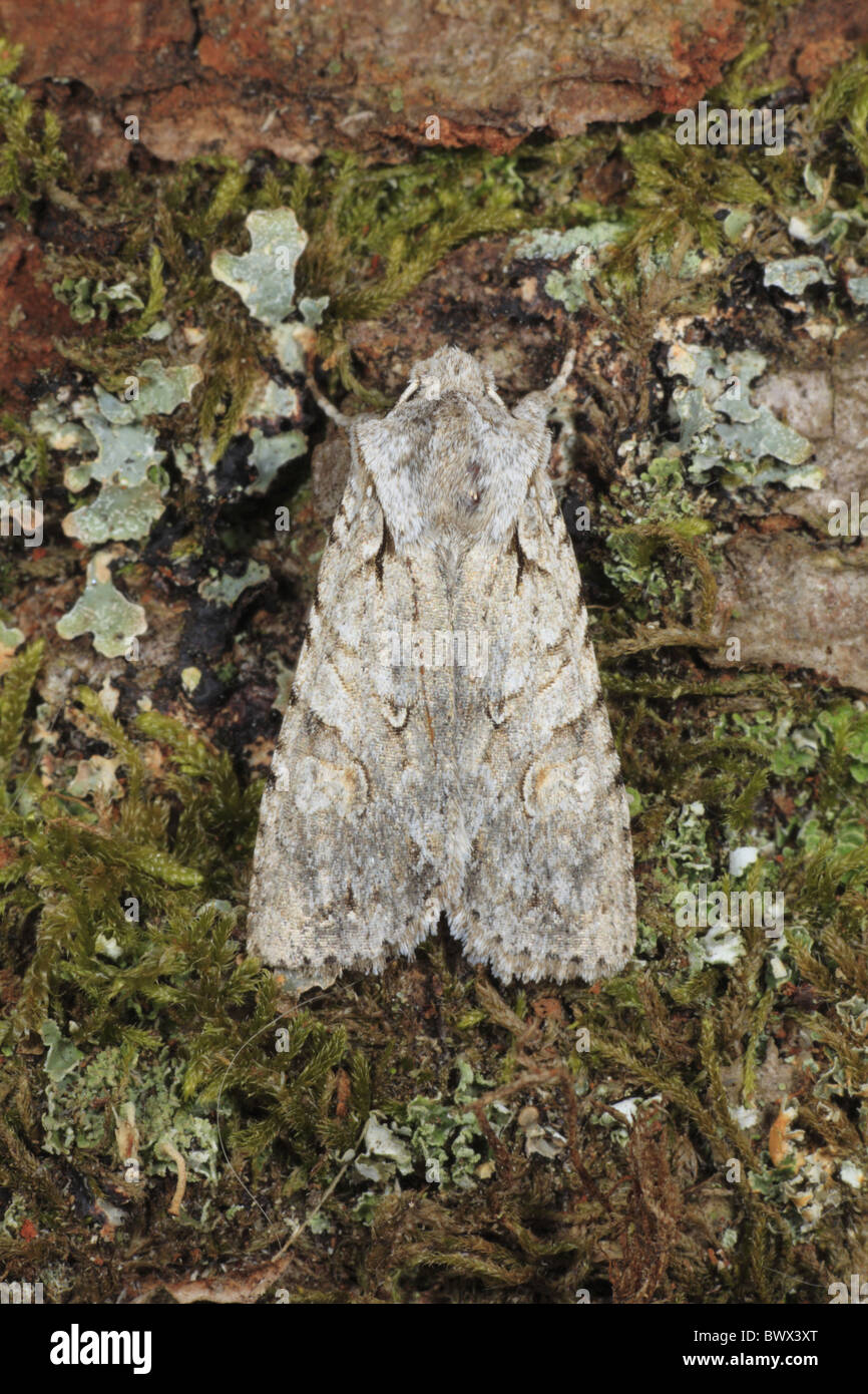 Shoulderknot hi-res stock photography and images - Alamy