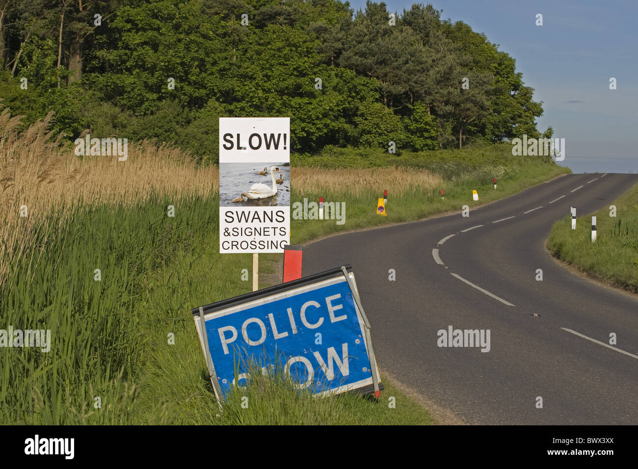 Swan crossing road hi-res stock photography and images - Alamy