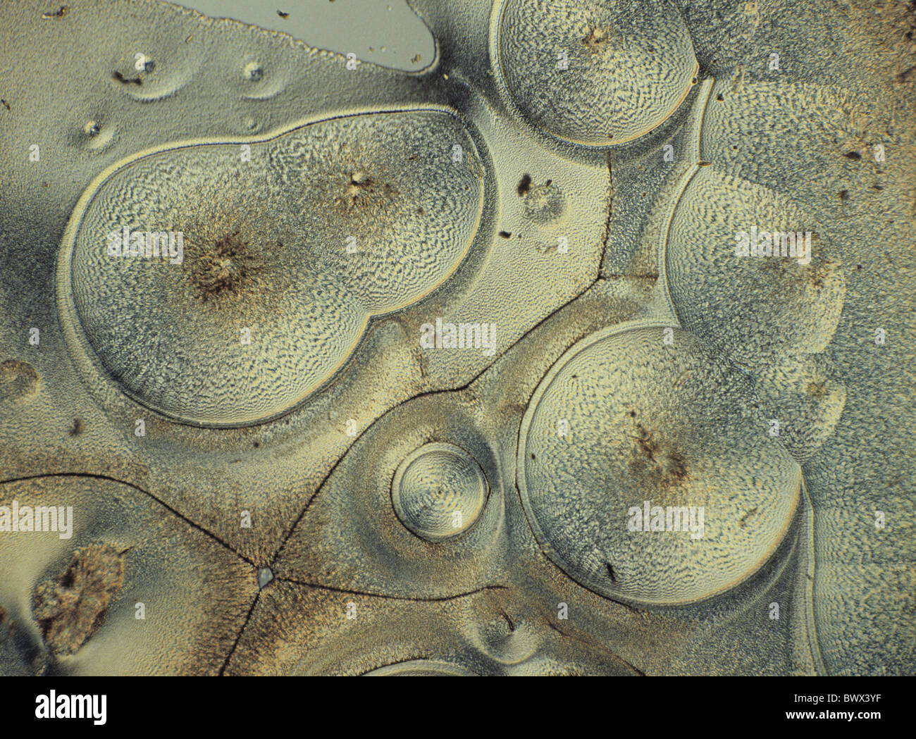 Acid Under Microscope