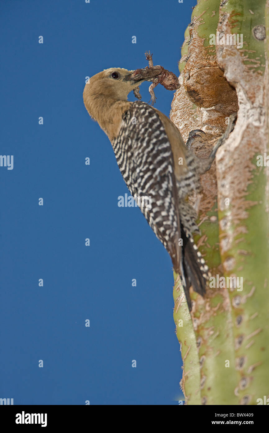 Gila Woodpecker (Melanerpes uropygialis) - Emerging from nest in ...