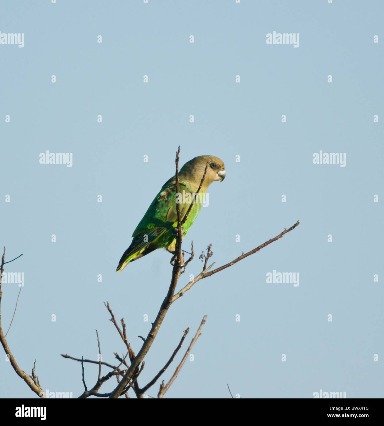 Brown-Headed Parrot (Poicephalus cryptoxanthus), Kruger National Park ...
